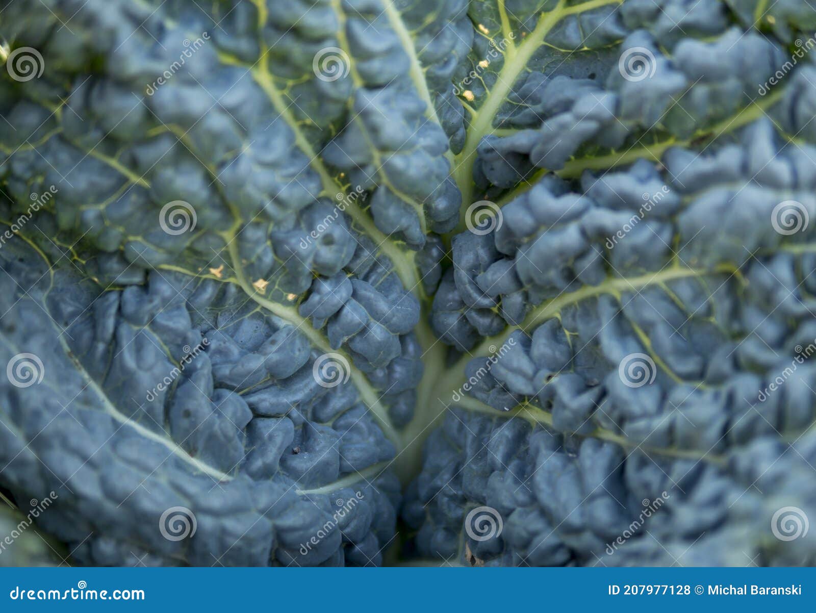 Detail of Leaves of Cabbage Stock Photo - Image of field, diet: 207977128