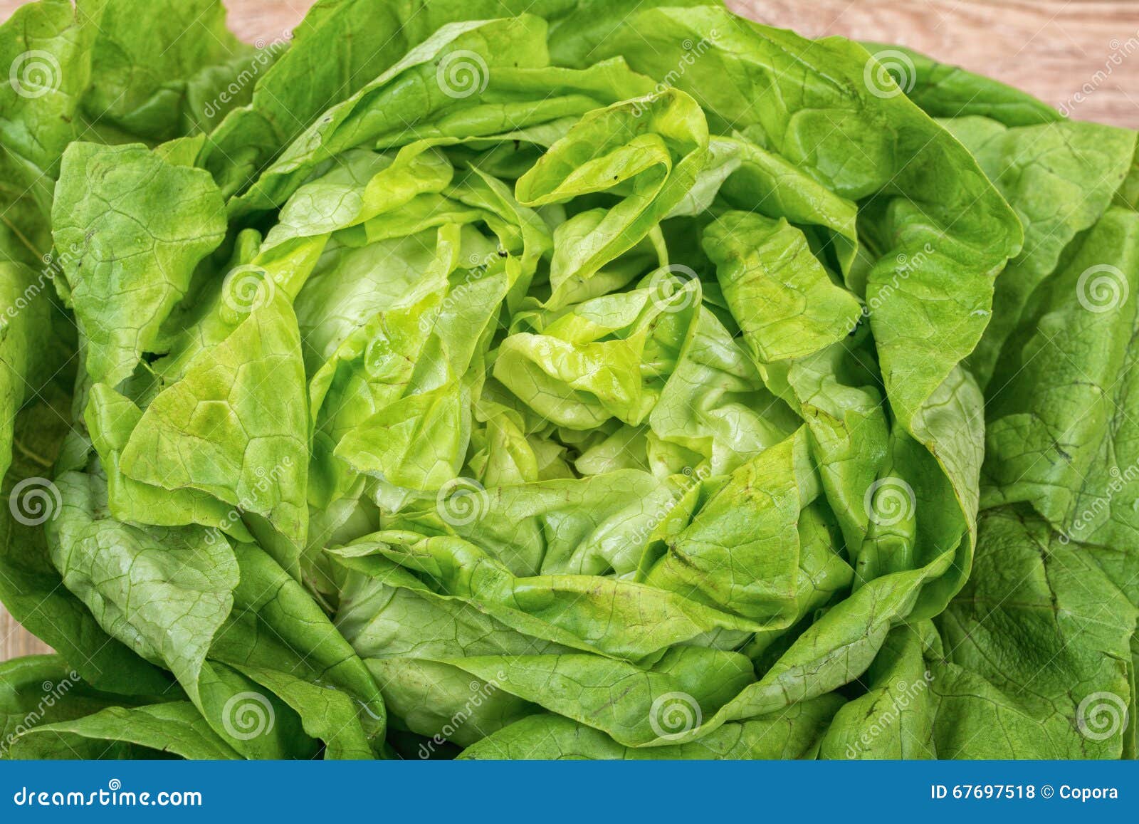 The Detail of the Leaves of Spring Lettuce Stock Photo - Image of green ...