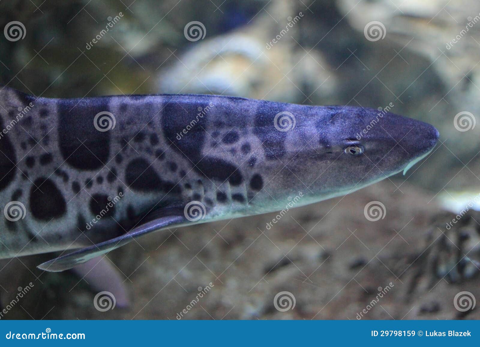 Leopard shark stock image. Image of fish, nature, triakis - 29798159