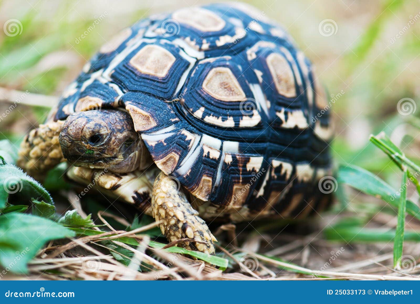 Detail of leopard turtle stock image. Image of tortoise - 25033173