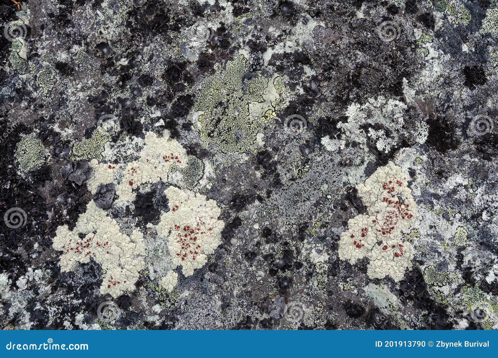 Detail of the Lichen Covered Rock Texture Stock Photo - Image of stone ...
