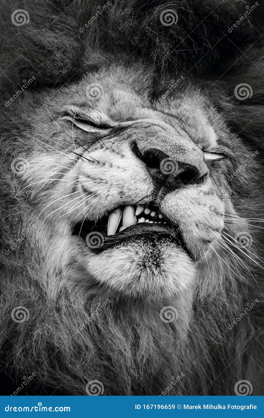 Desolate Lion with Bared Teeth Stock Image - Image of female, foraging ...