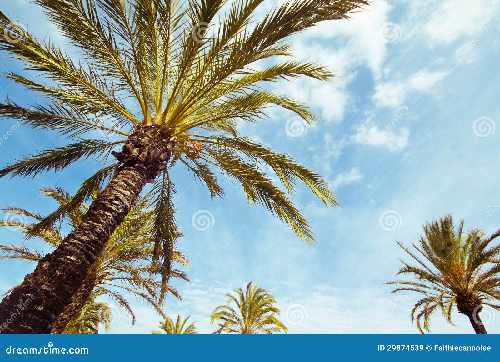 Palm tree in the sunshine stock image. Image of blue - 29874539