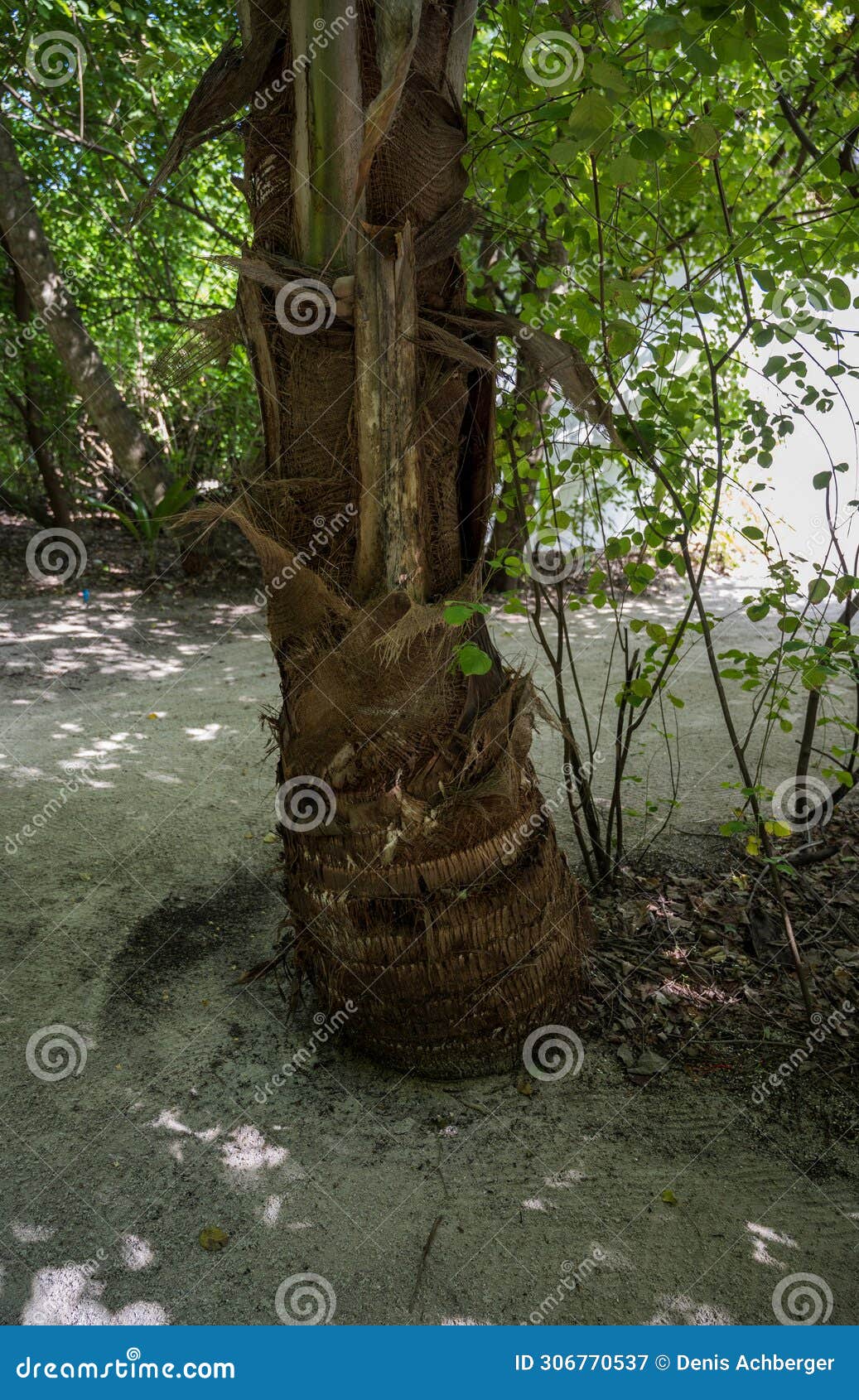 Detail of the Lower Part of the Trunk and Root of a Palm Tree. Stock ...