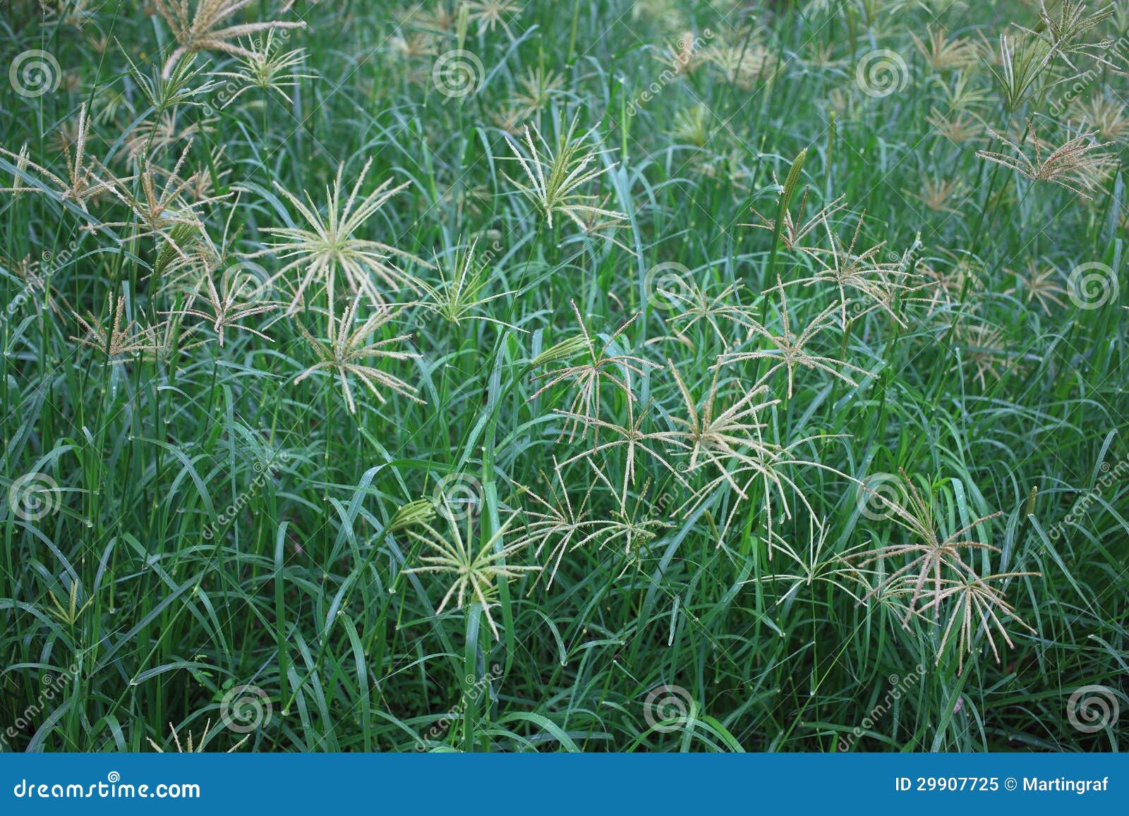 Australian Meadow Detail, Fall Season Nature Background Stock Image ...