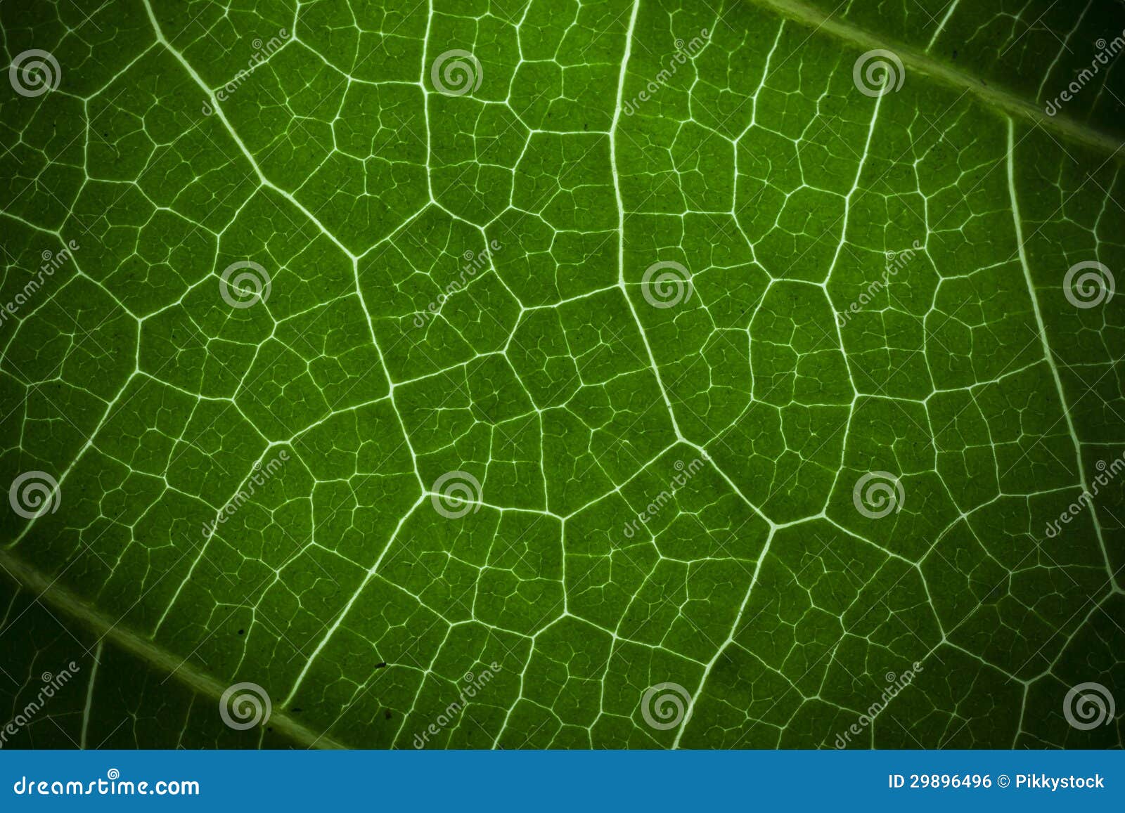 Macro green leaf stock photo. Image of cell, vibrant - 29896496
