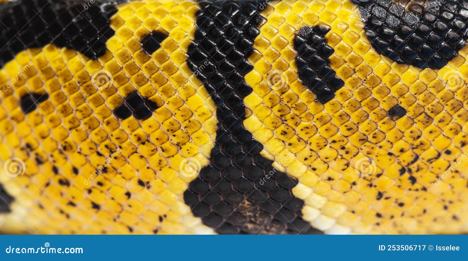 Detail Macro of a Pastel Ball Python Scales Stock Image - Image of ...