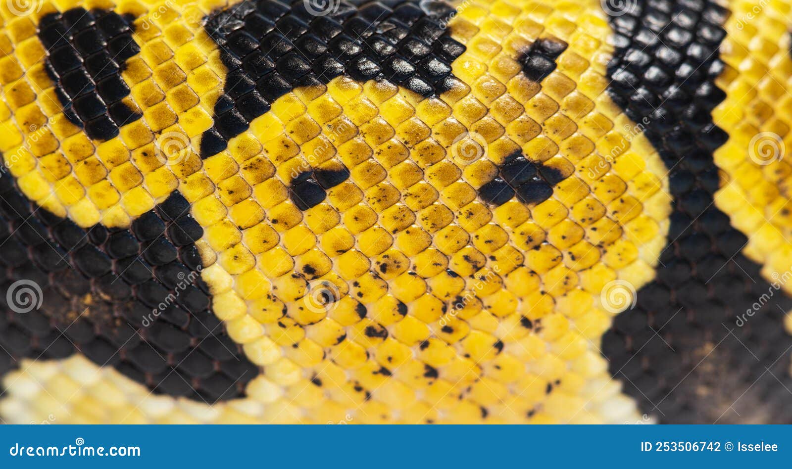 Detail Macro of a Pastel Ball Python Scales Stock Photo - Image of ...