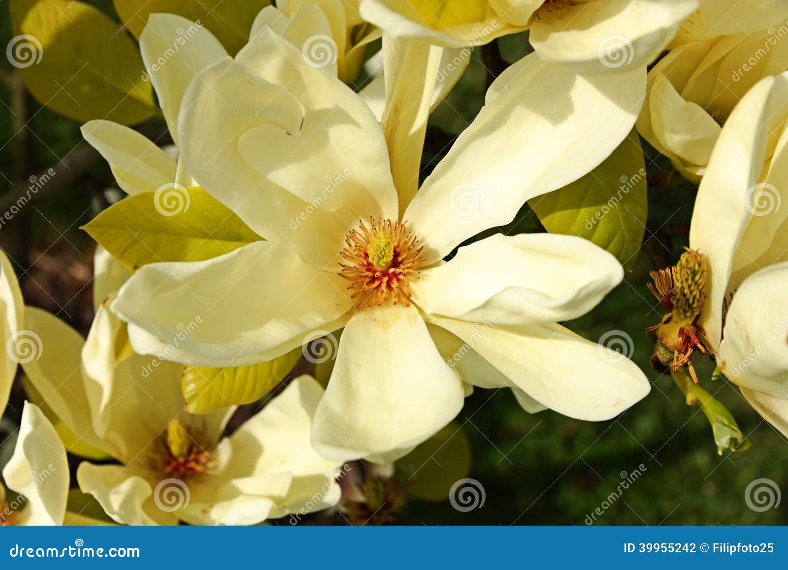 Detail magnolia stock photo. Image of close, arbor, fragile - 39955242