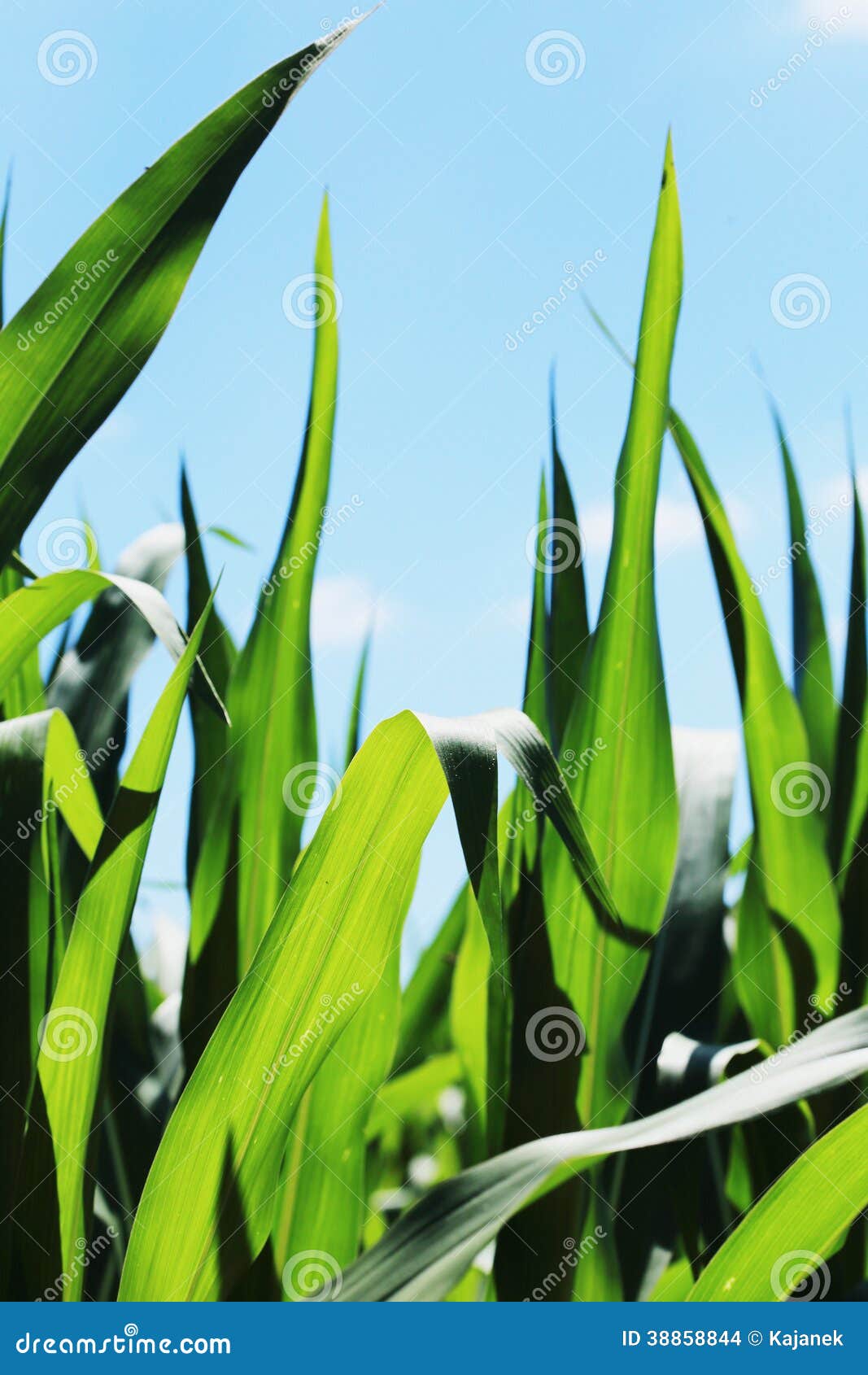 Detail of the Maize Stalk stock photo. Image of grain - 38858844