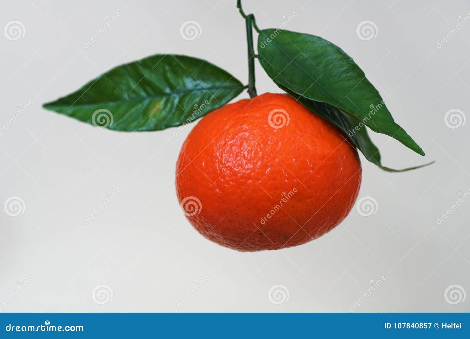 Detail of a mandarin leaf stock image. Image of design - 107840857