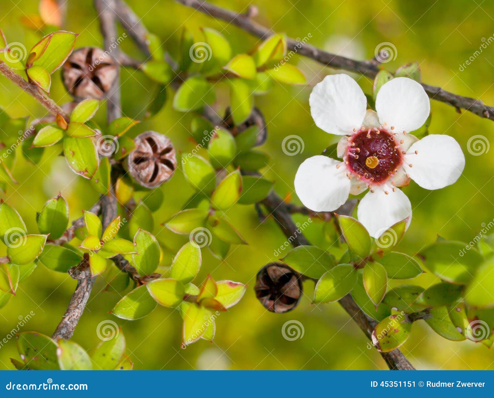 Detail of manuka flower stock image. Image of pink, tree - 45351151