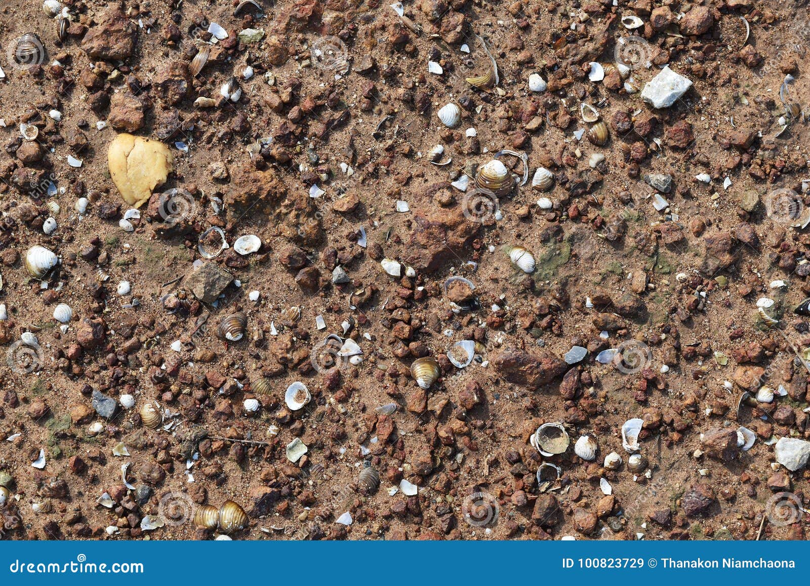 Many Broken Shell on Brown Soil Ground Stock Image - Image of nature ...