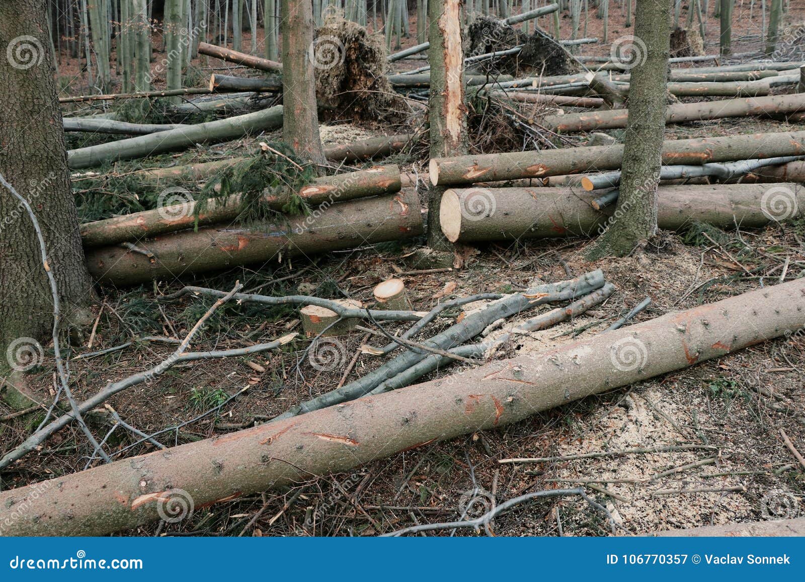 The Detail on Many Damaged Trees after Windfall Stock Image - Image of ...