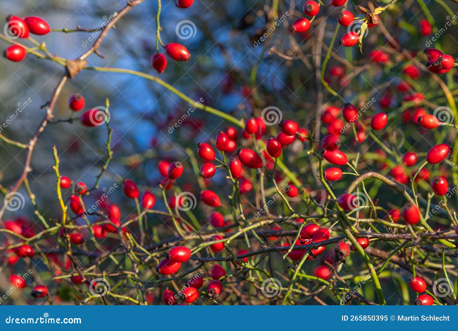 Detail of Many Rose Hips on Branches Stock Image - Image of nature ...