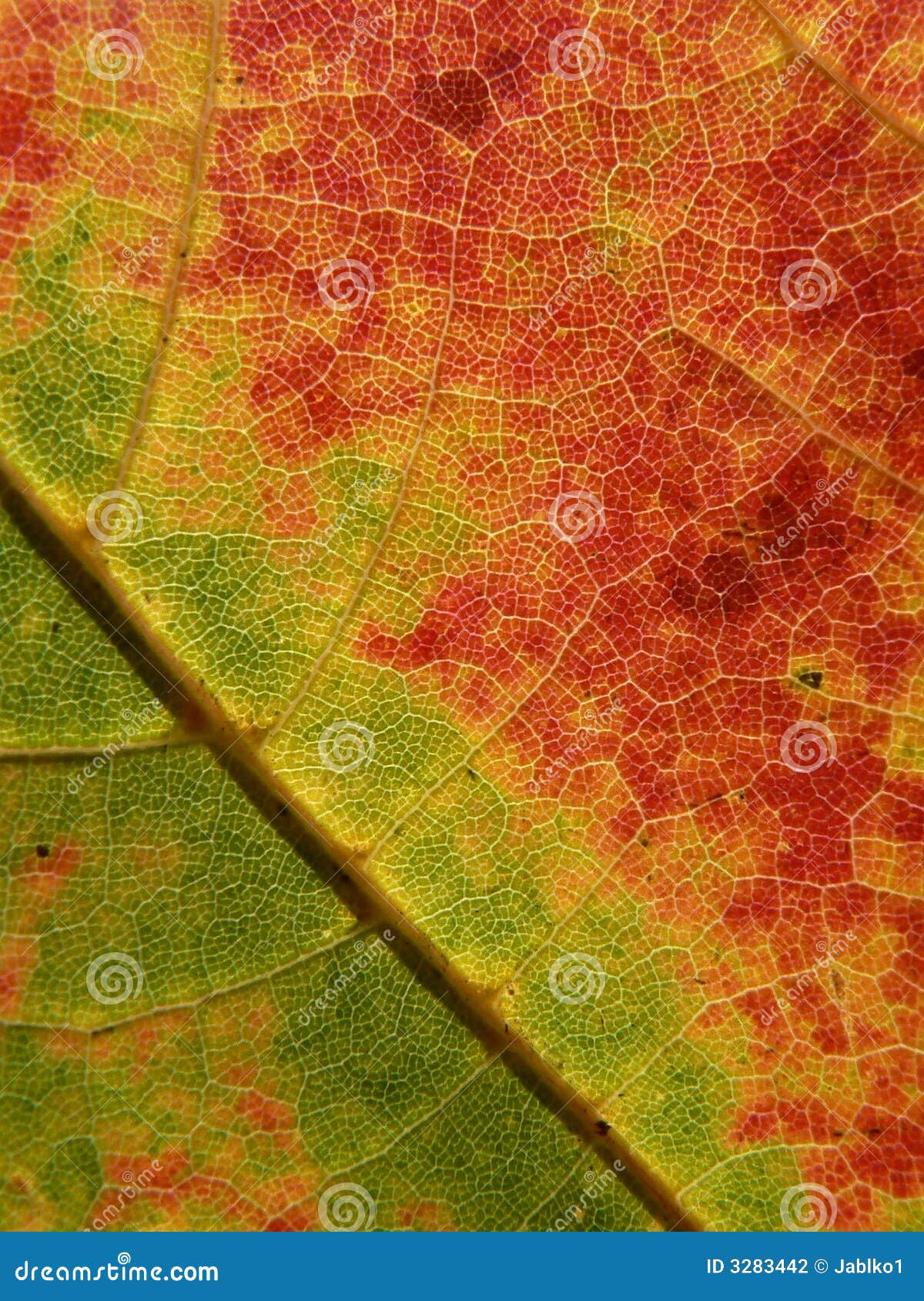Detail of maple leaf stock photo. Image of season, plant - 3283442