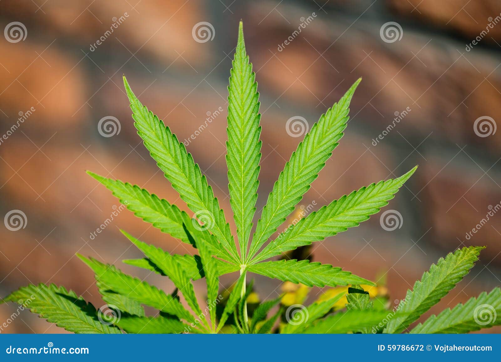 Detail of marijuana leaf stock photo. Image of culture - 59786672
