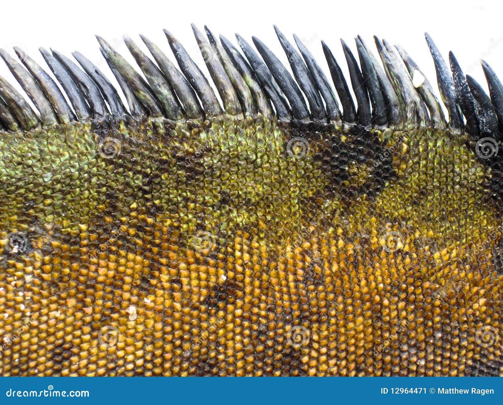 Detail of Marine Iguana Scales Stock Image - Image of colored, body ...