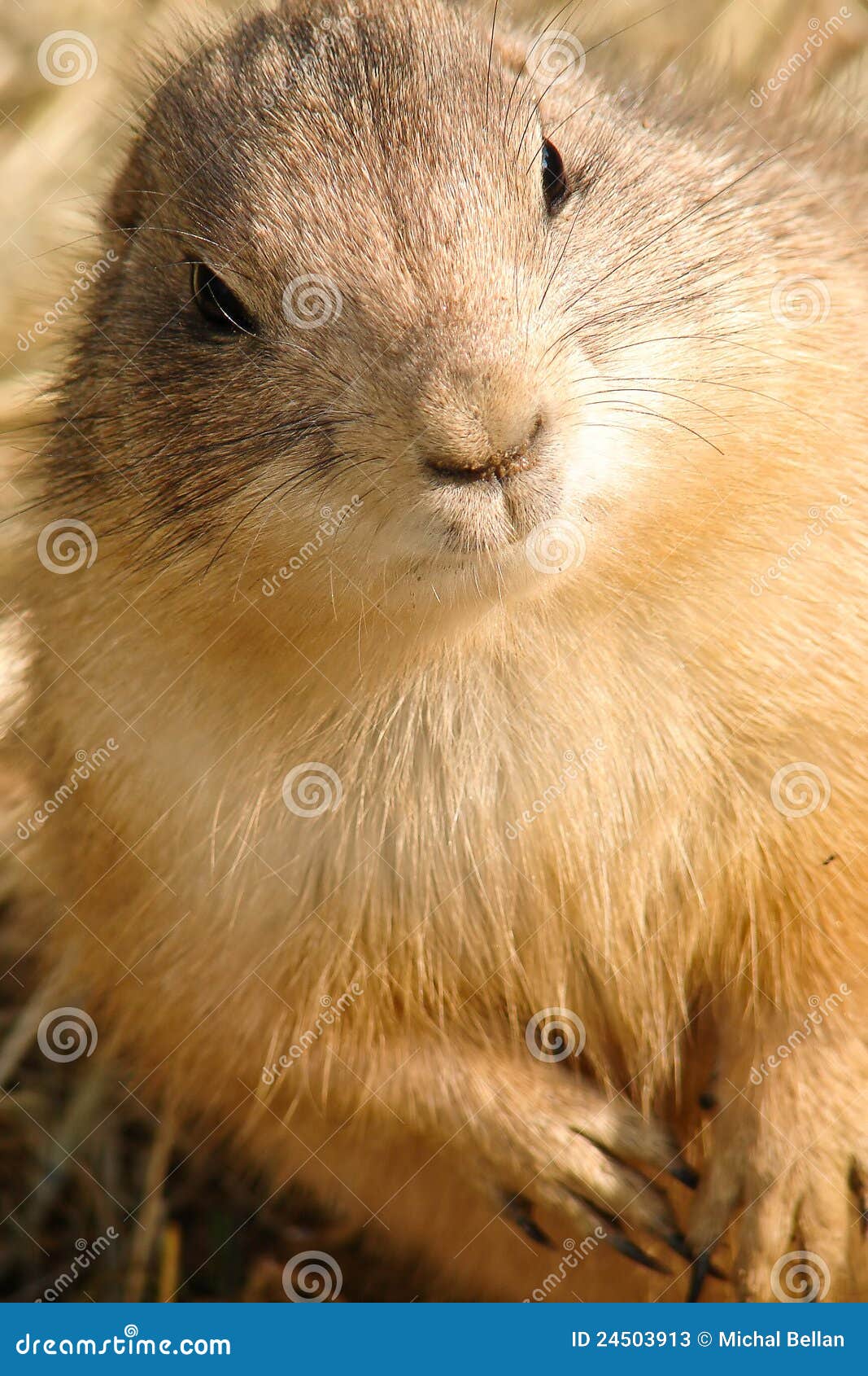 Detail of Marmot face stock image. Image of claws, funny - 24503913