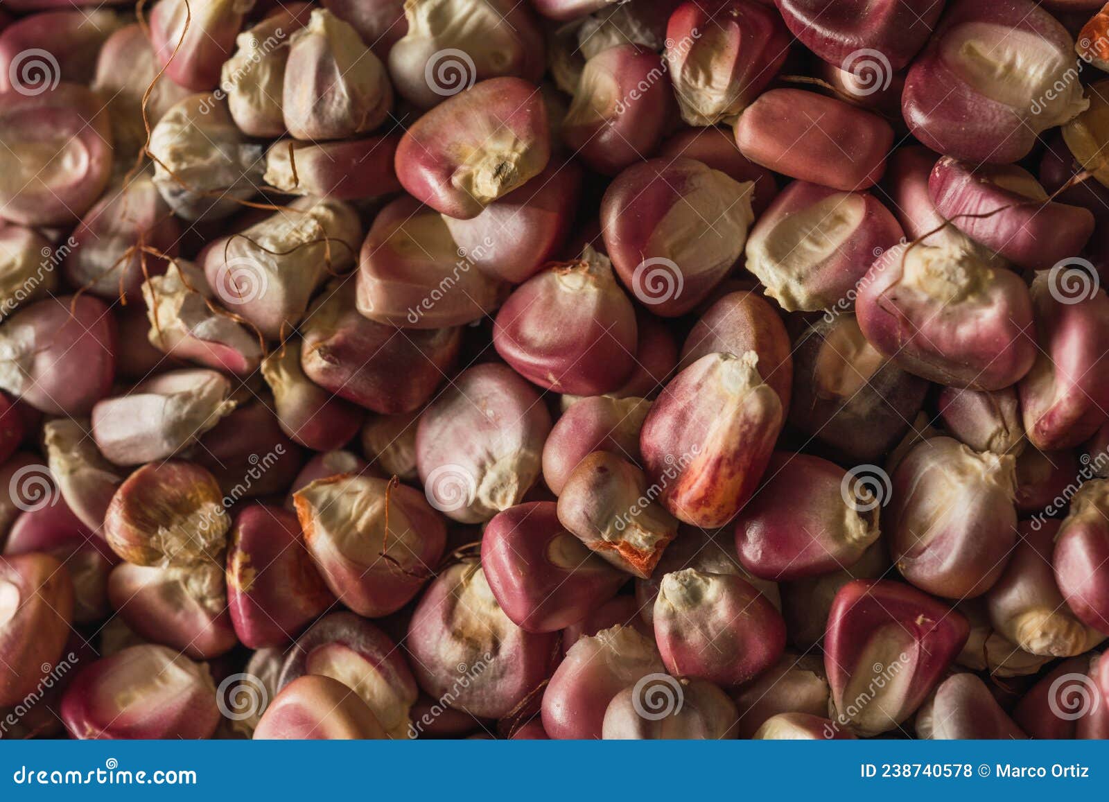 Detail of Mexican red corn stock photo. Image of delicious - 238740578