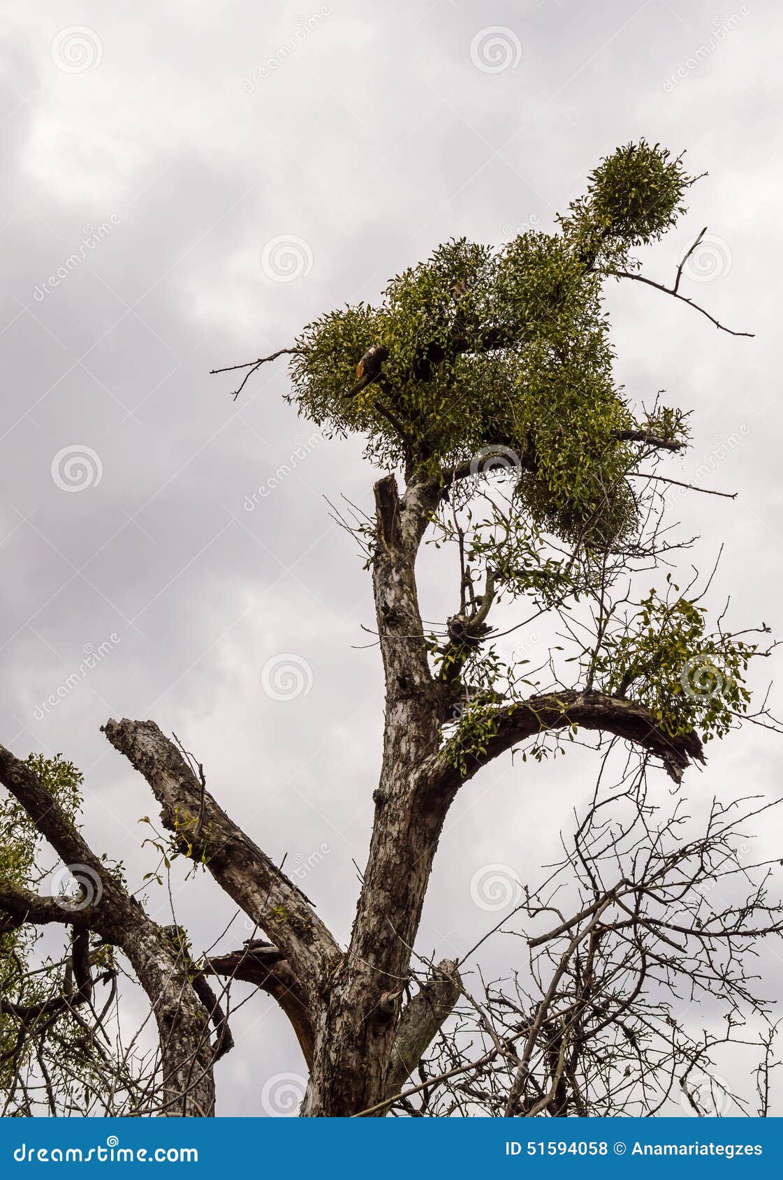 Mistletoe Infested Tree Stock Photos - Free & Royalty-Free Stock Photos ...