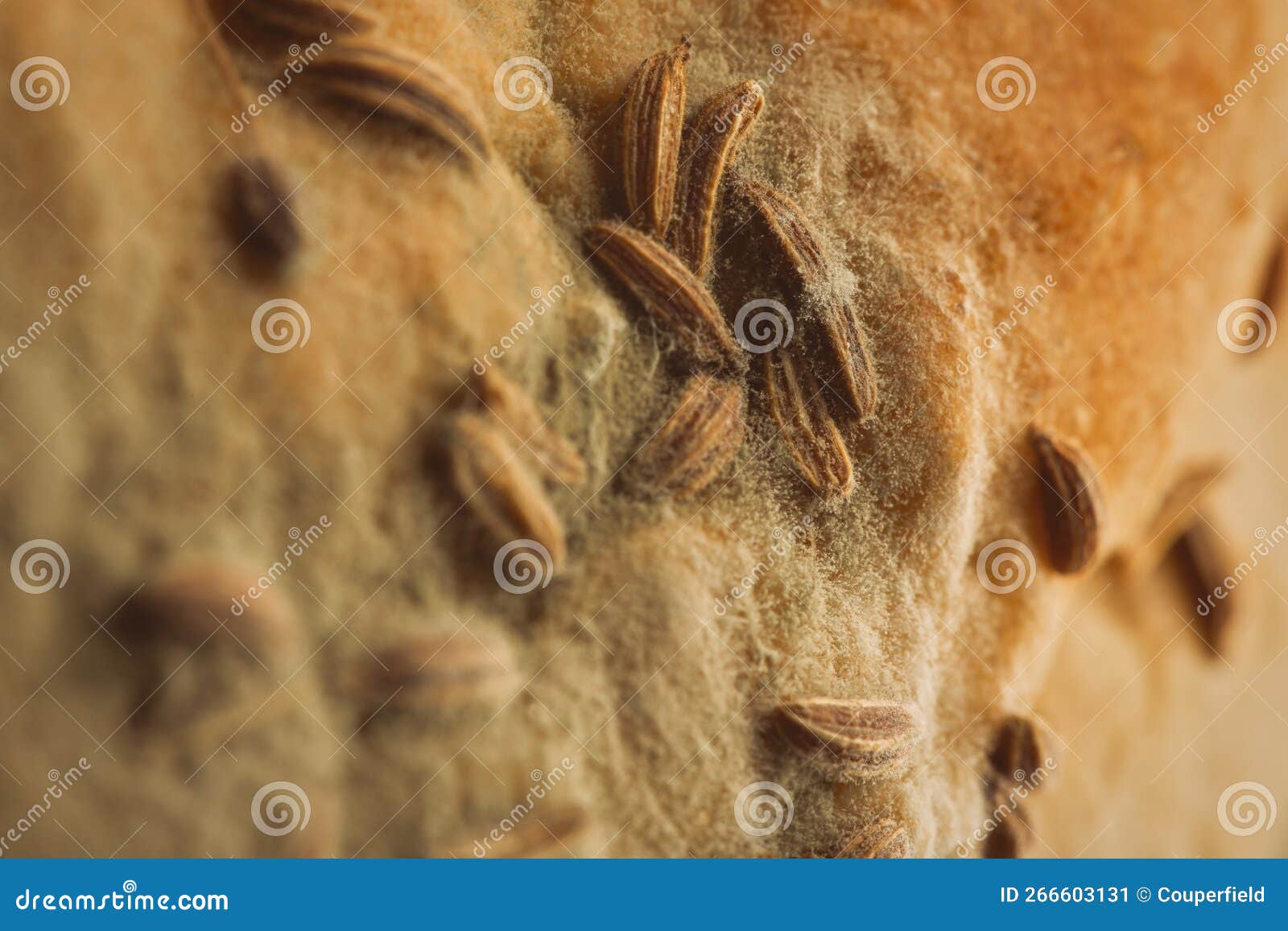 Detail of Mold Grown Up on Surface of Forgotten Bread Roll Stock Image ...