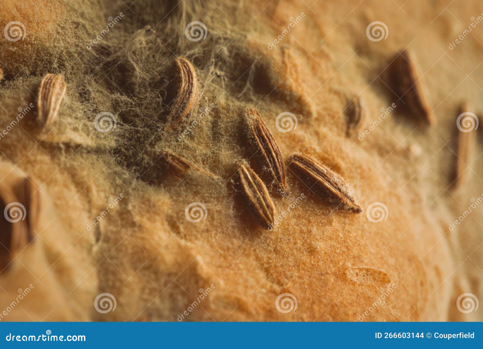 Detail of Mold Grown Up on Surface of Forgotten Bread Roll Stock Photo ...