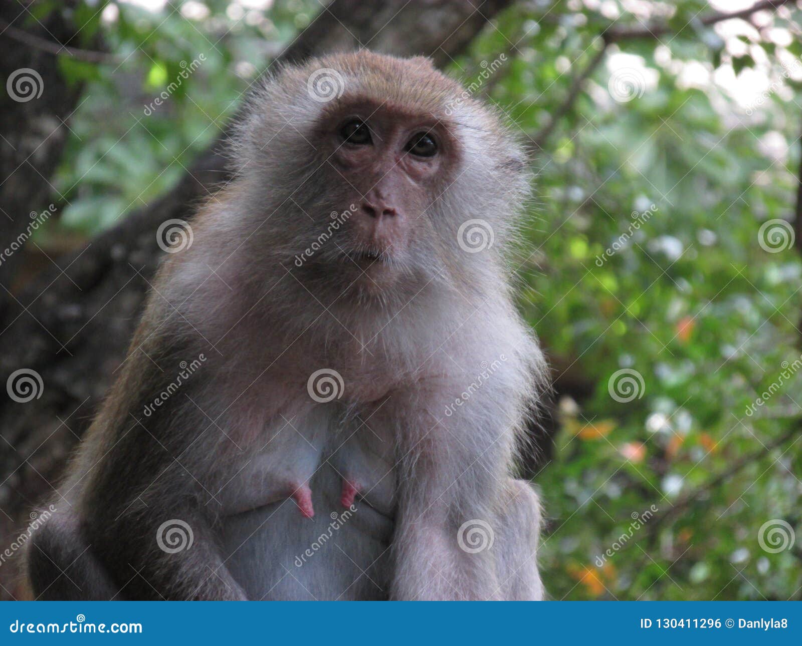 Monkey look at camera stock photo. Image of cute, looking - 130411296