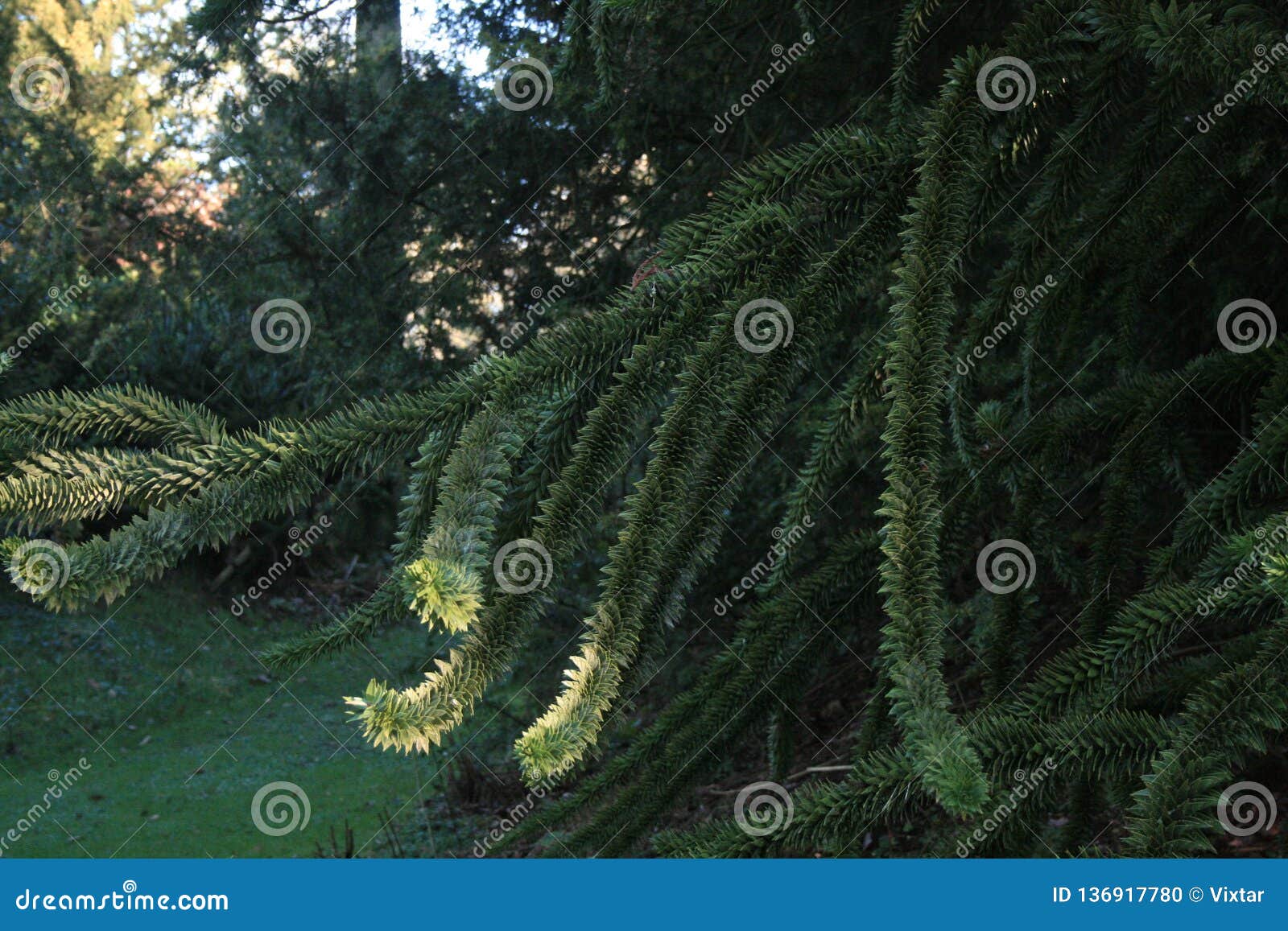 Detail of the Monkey Puzzle Tree Branch, Stock Photo - Image of wood ...