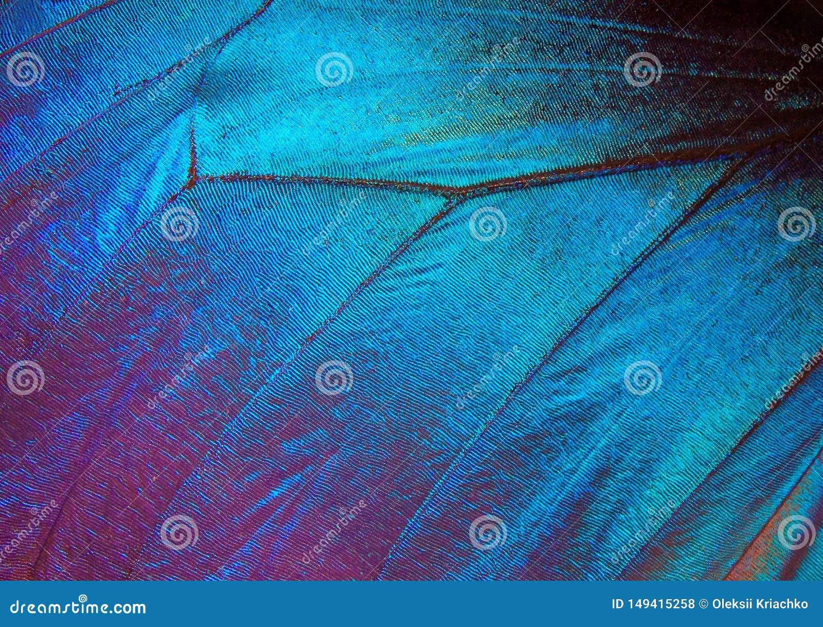 Detail of Morpho Butterfly Wing Stock Photo - Image of cyan, animals ...