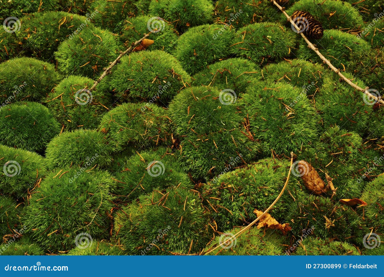 Detail of moss stock image. Image of pine, leaf, background - 27300899