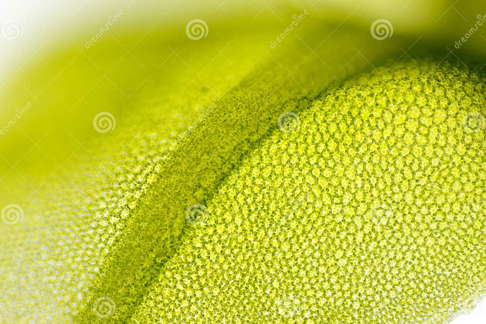 Detail of Moss Leaf (Plagiomnium Affine) Stock Image - Image of closeup ... Detail of Moss Leaf (Plagiomnium Affine) Stock Image - Image of closeup ...