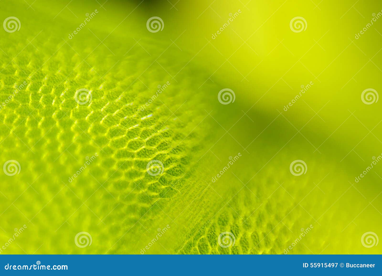 Detail of Moss Leaf (Plagiomnium Affine) Stock Image - Image of ... Detail of Moss Leaf (Plagiomnium Affine) Stock Image - Image of ...