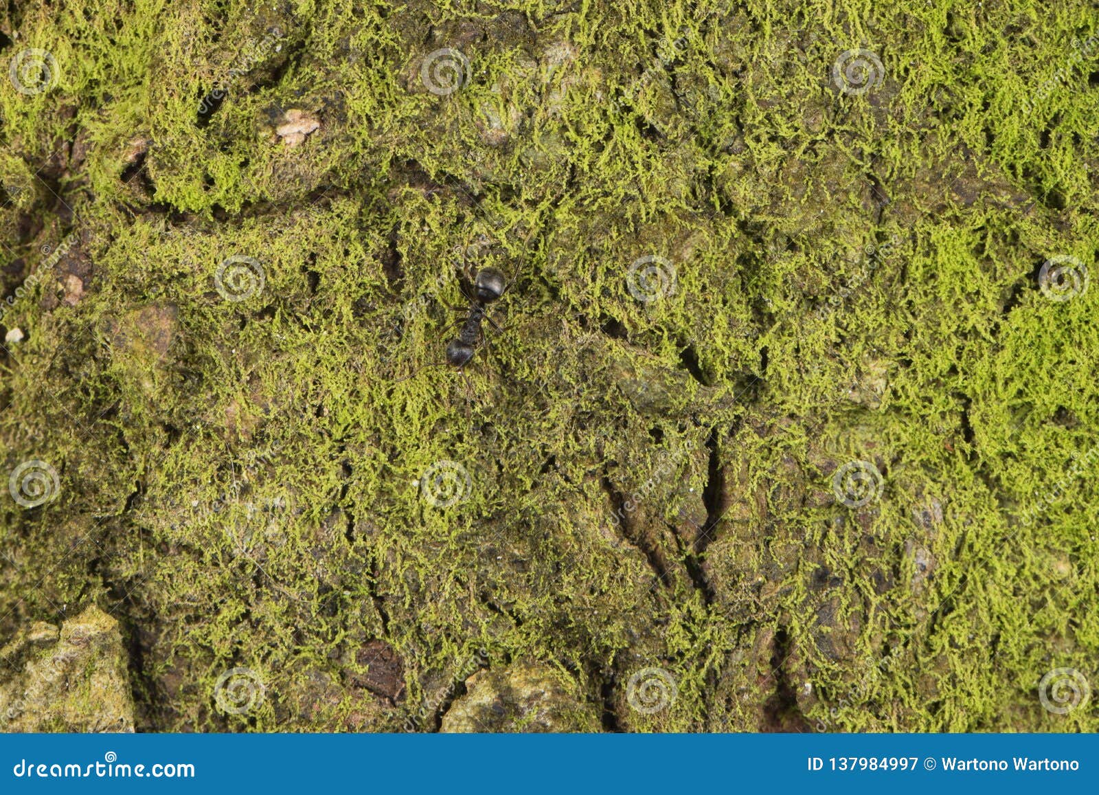 Detail Of Moss Leaf (Plagiomnium Affine) Royalty-Free Stock Photography ... Detail Of Moss Leaf (Plagiomnium Affine) Royalty-Free Stock Photography ...
