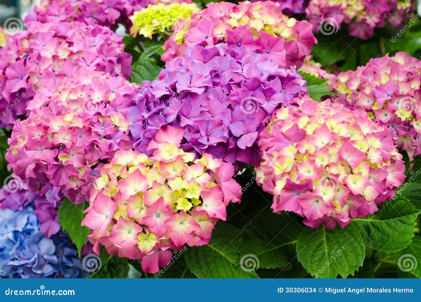 Hydrangea stock photo. Image of plants, gardening, petals - 30306034