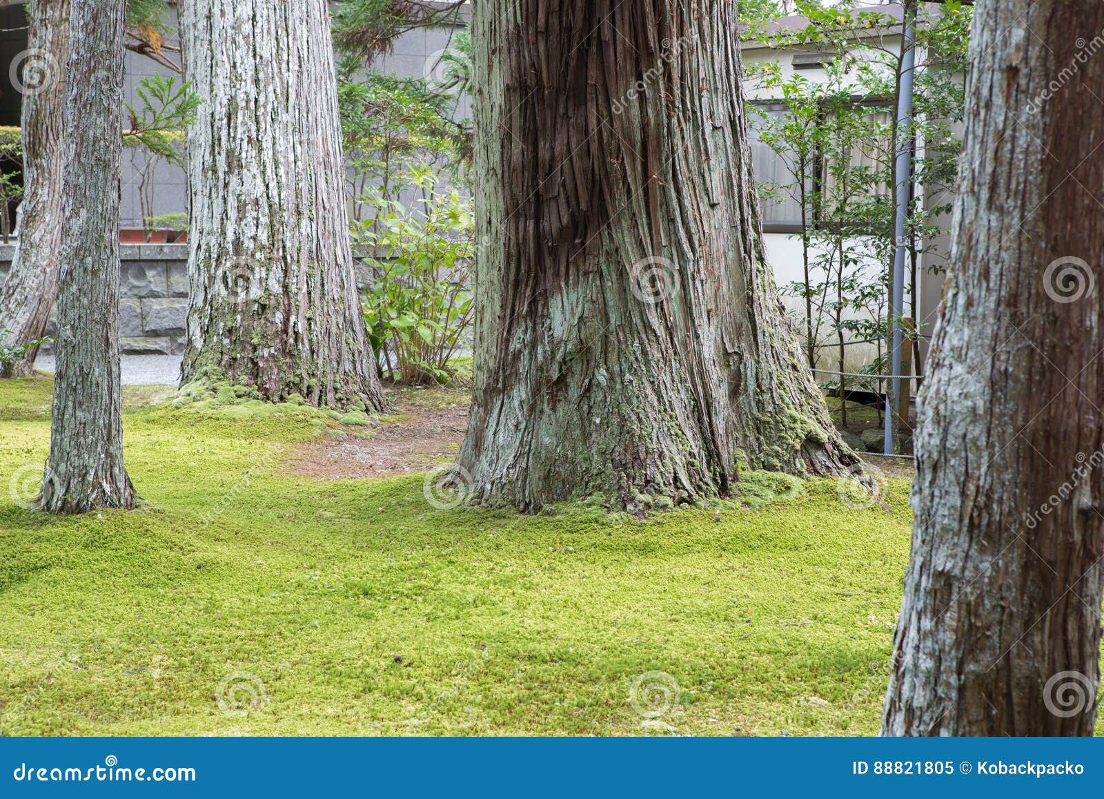 Detail of Multiple Large Tree Trunks of Pine Trees Covered in Mo Stock ...