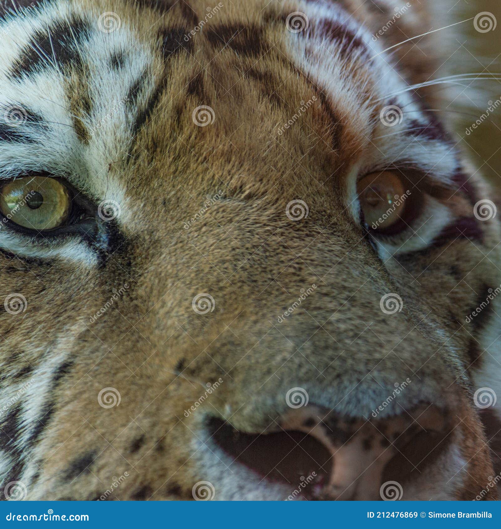 Detail of the Muzzle of a Large Siberian Tiger Stock Image - Image of ...