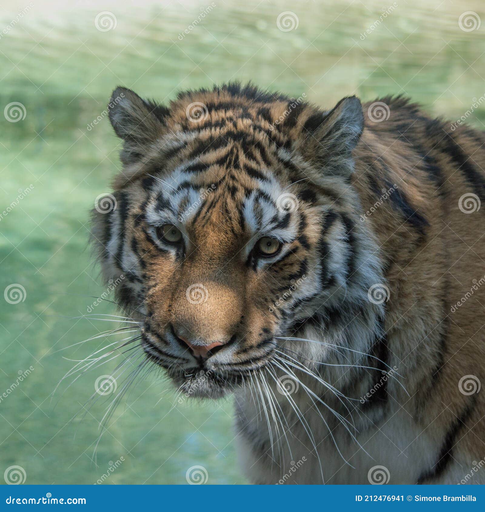 Detail of the Muzzle of a Large Siberian Tiger Stock Image - Image of ...