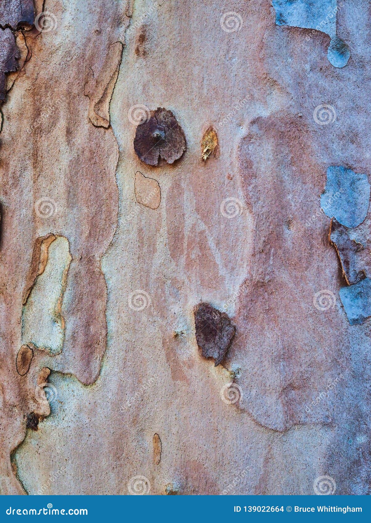 Abstract Bark Pattern on Native Australia Tree Stock Photo - Image of ...