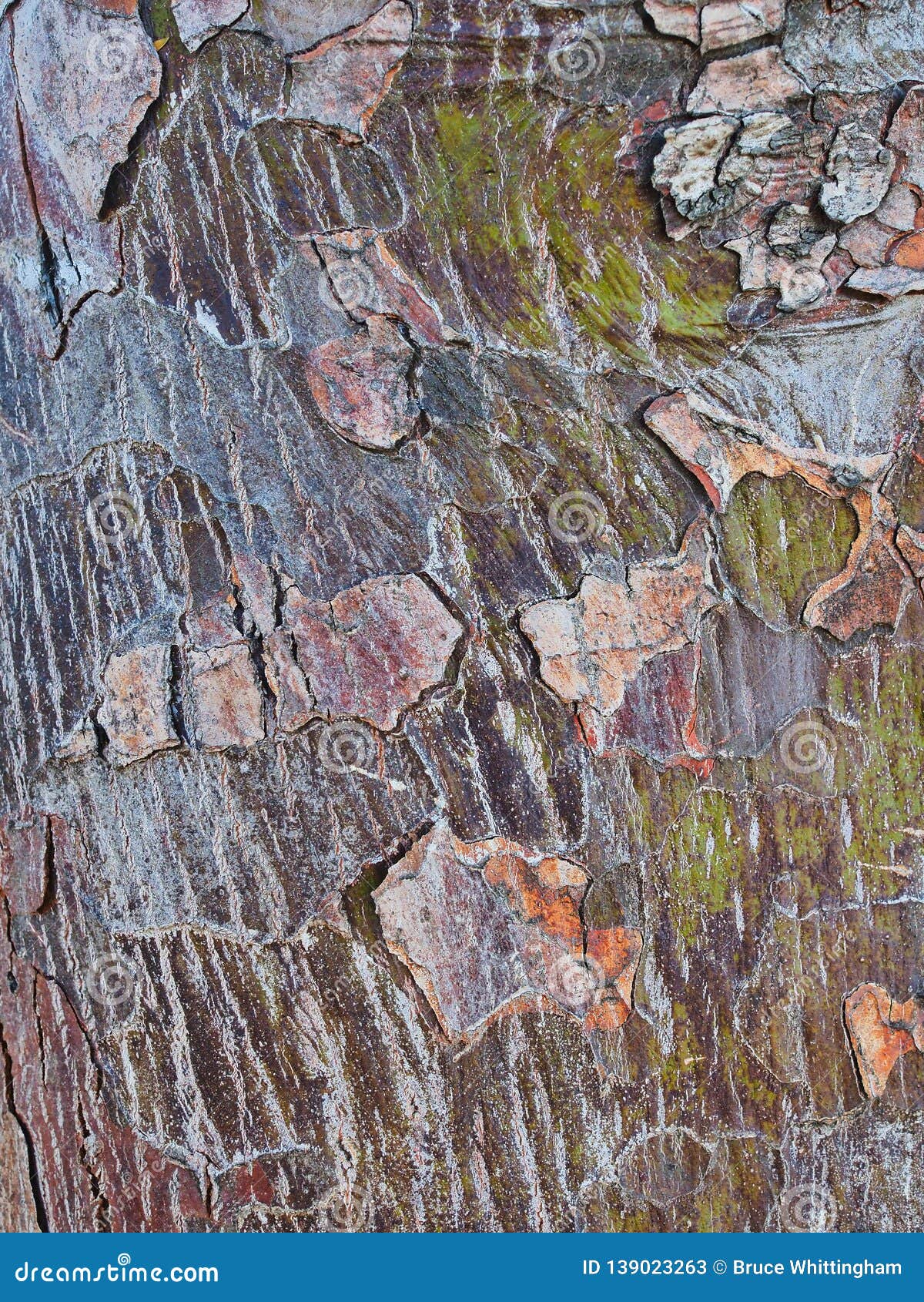 Abstract Bark Pattern on Native Australia Tree Stock Image - Image of ...