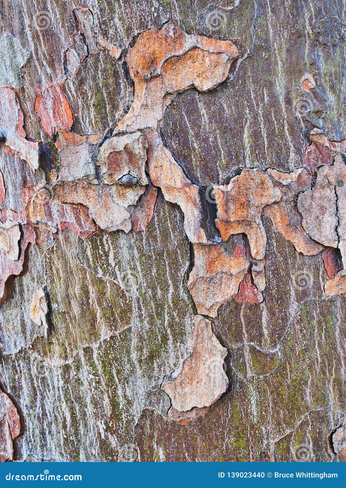 Abstract Bark Pattern on Native Australia Tree Stock Photo - Image of ...