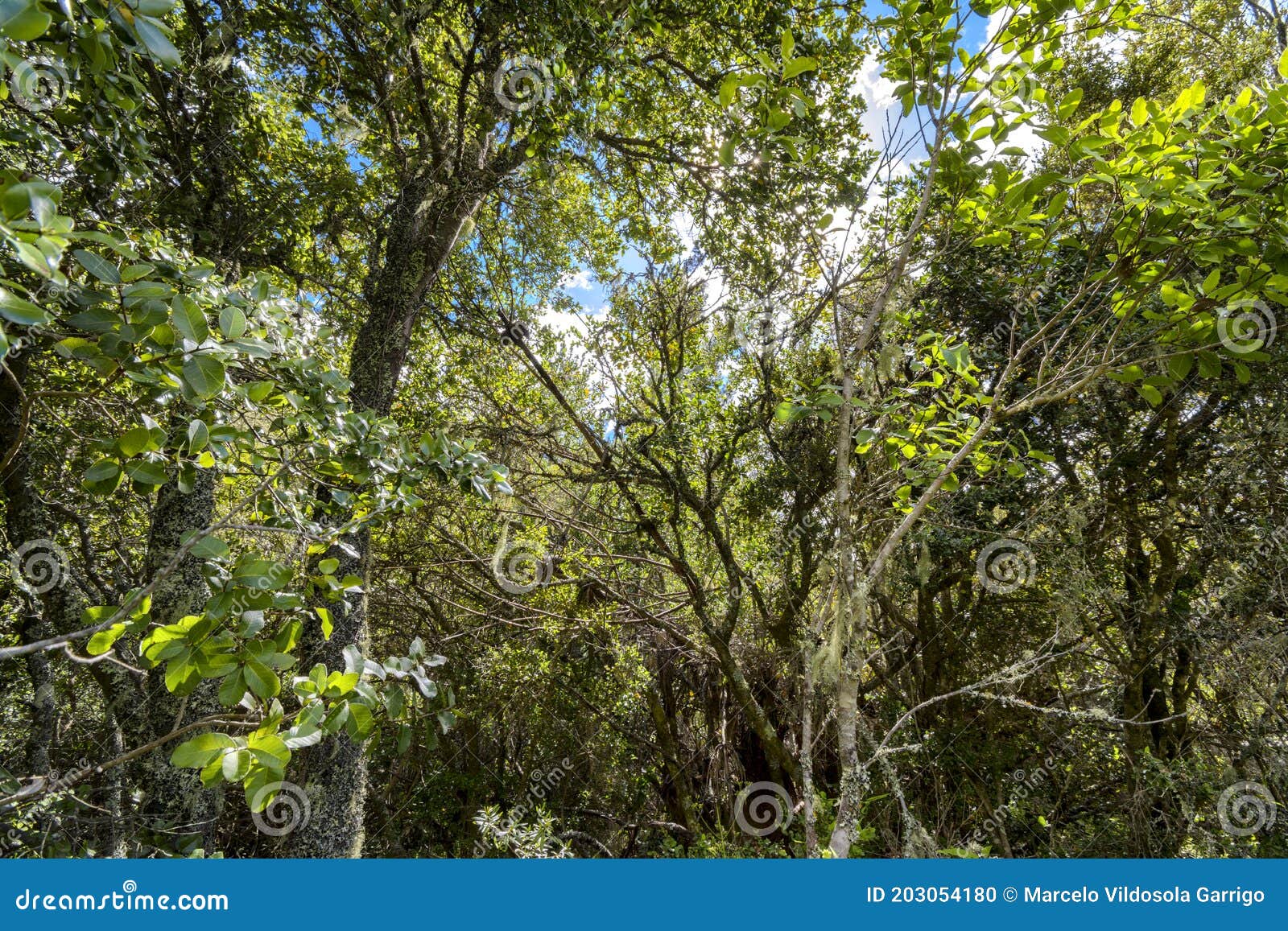 Native Vegetation in a Forest Clearing. Stock Photo - Image of rural ...