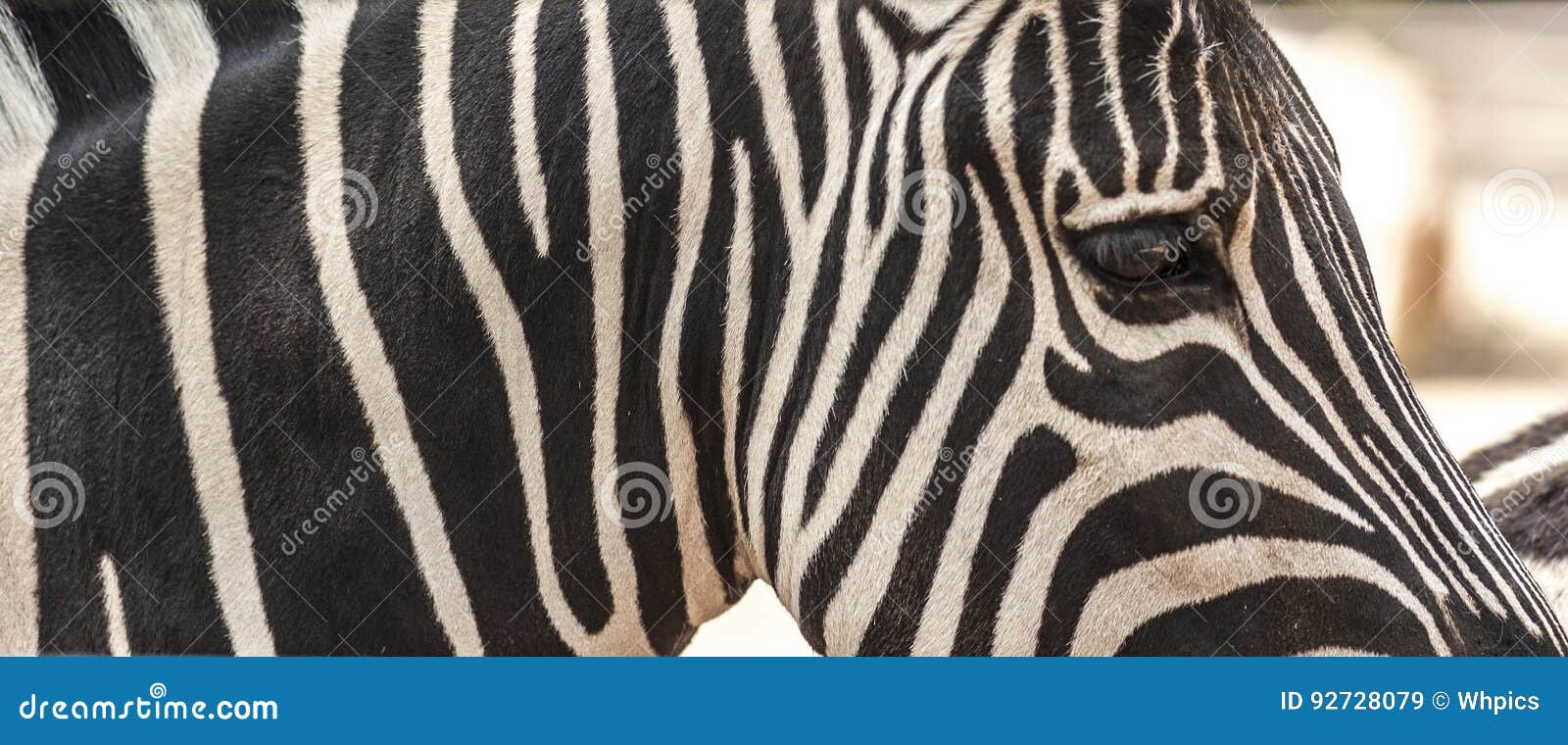 Detail of Neck, Head and Eye of a Striped Zebra Stock Image - Image of ...