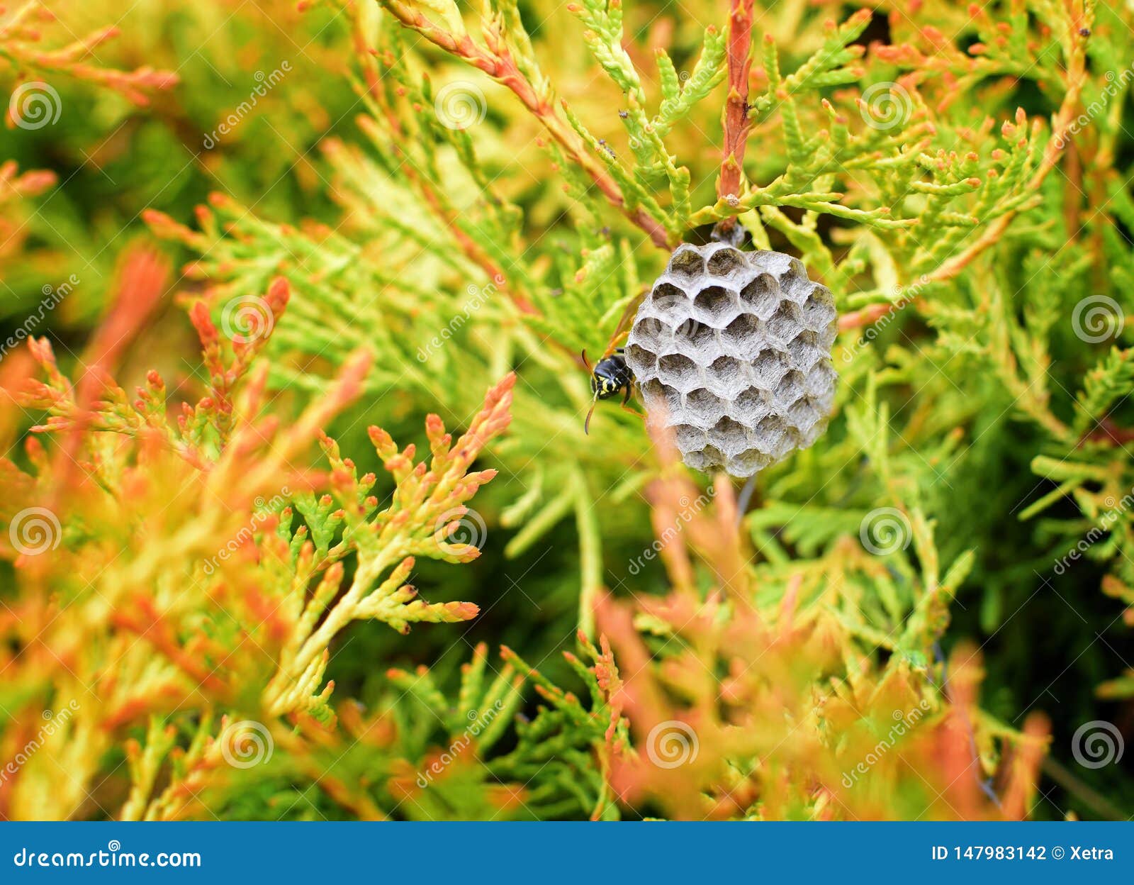 Detail of Nest of Wasps on a Tree. Stock Photo - Image of busy, buzzing ...