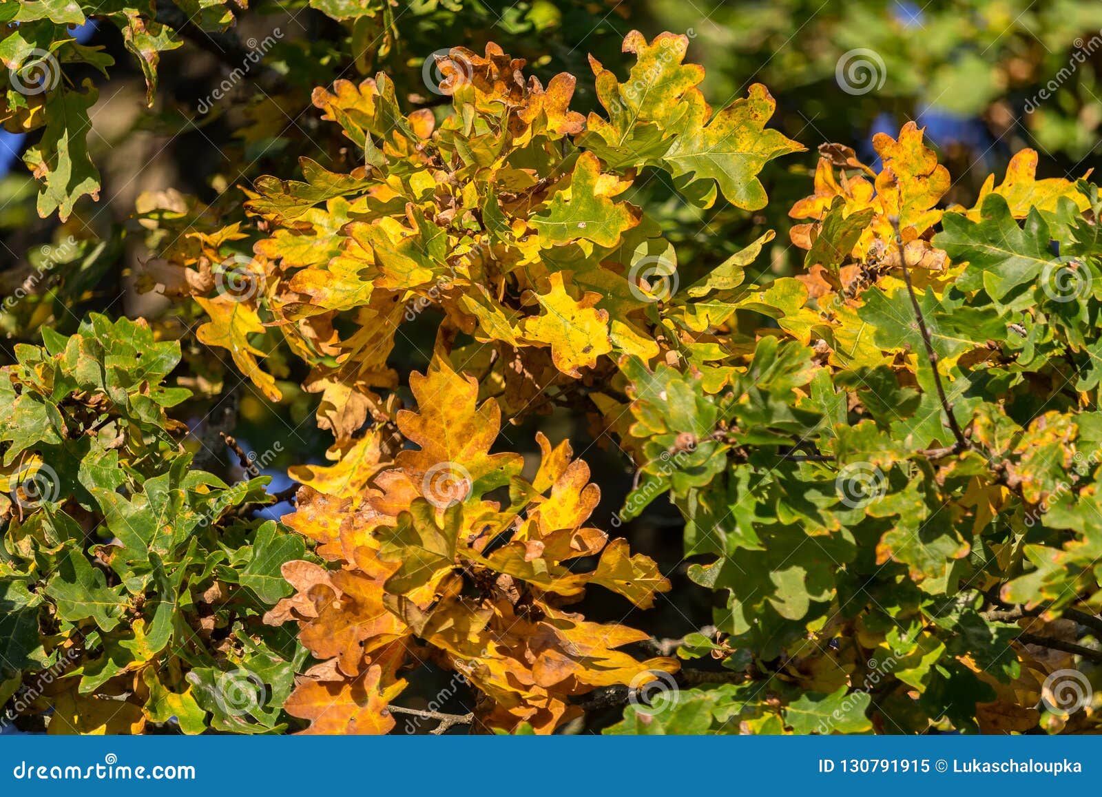 Detail of Nice Autumn Colorful Oak Tree, Autumn Background Stock Image ...