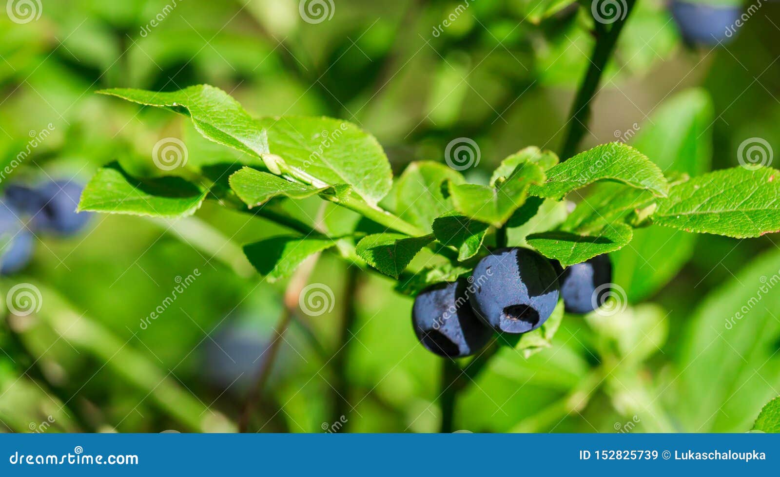 Detail Blueberry Plant Royalty-Free Stock Image | CartoonDealer.com ...