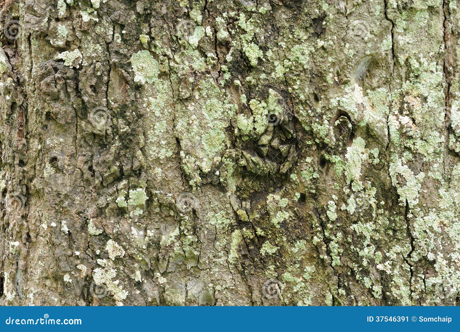 Detail of oak tree bark stock image. Image of flora, natural - 37546391