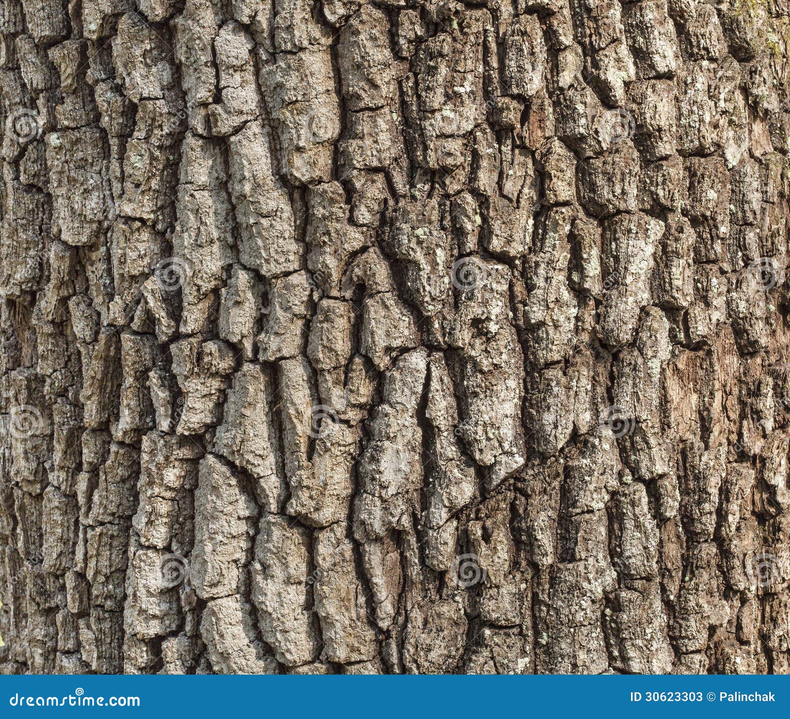 Detail of oak tree bark stock image. Image of firewood - 30623303
