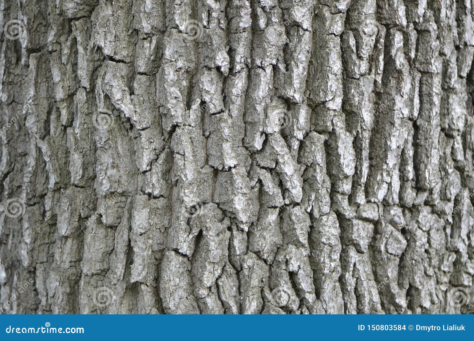 Detail of Oak Tree Bark. Sharp Background Stock Photo - Image of ...