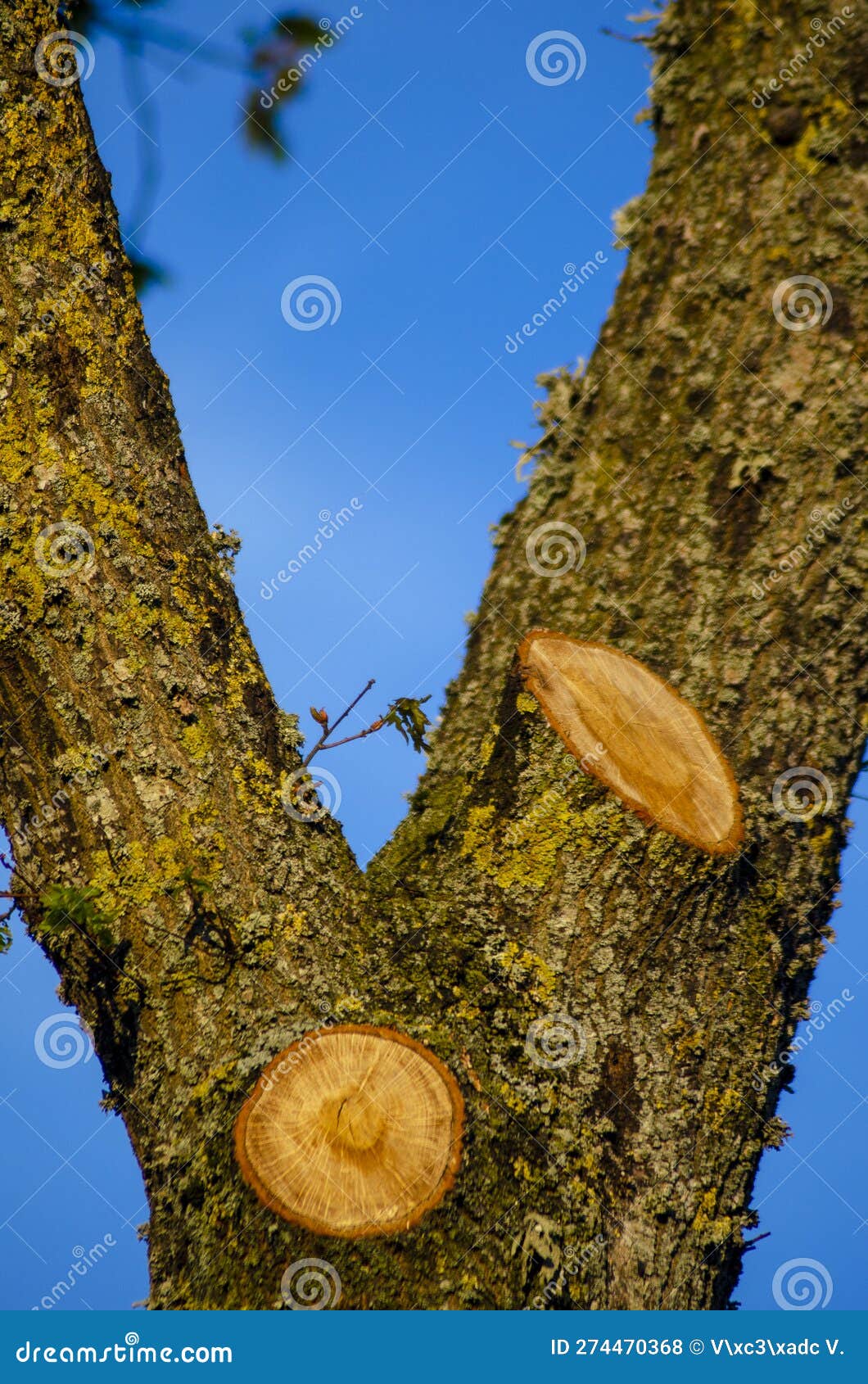 Detail of an Oak Tree after Pruning Stock Photo - Image of timber ...